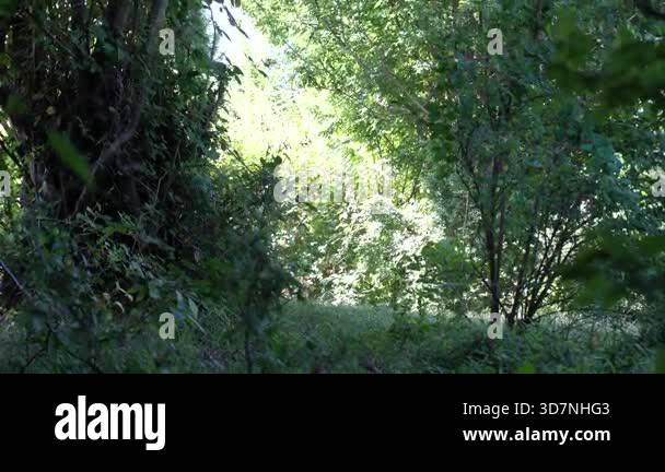 Green leaves of trees in a forest during summer season Stock Video ...