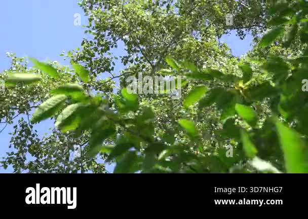 Green leaves of trees in a forest during summer season Stock Video ...