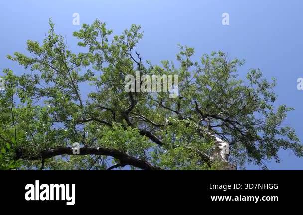 Green leaves of trees in a forest during summer season Stock Video ...