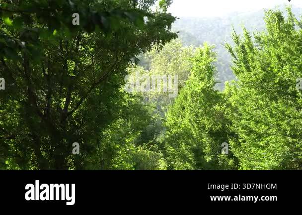 Green leaves of trees in a forest during summer season Stock Video ...