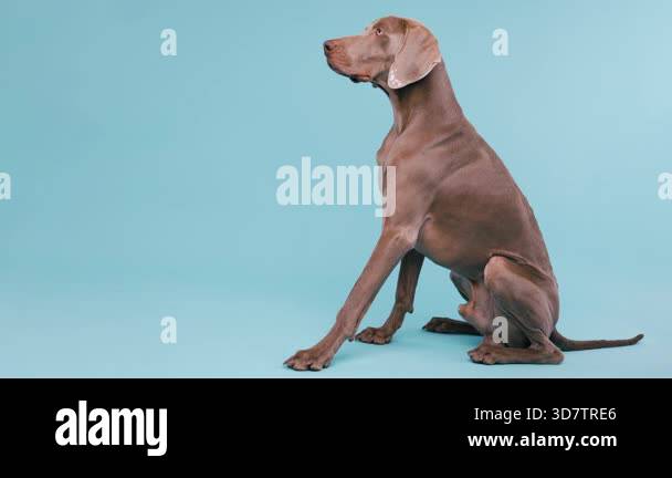 Beautiful purebred weimaraner dog sitting patiently in profile. The ...