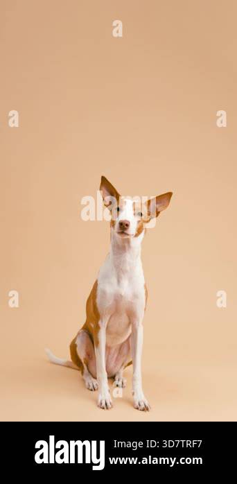 Adorable podenco ibicenco sitting in a studio, looking curiously at the ...