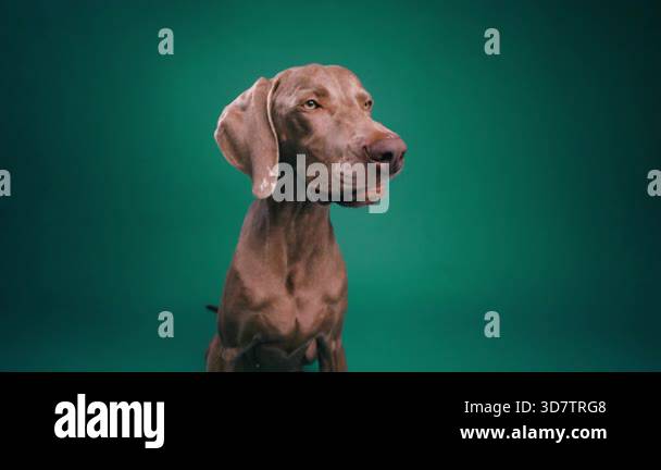 Elegant brown weimaraner dog sitting in a studio with a solid green ...