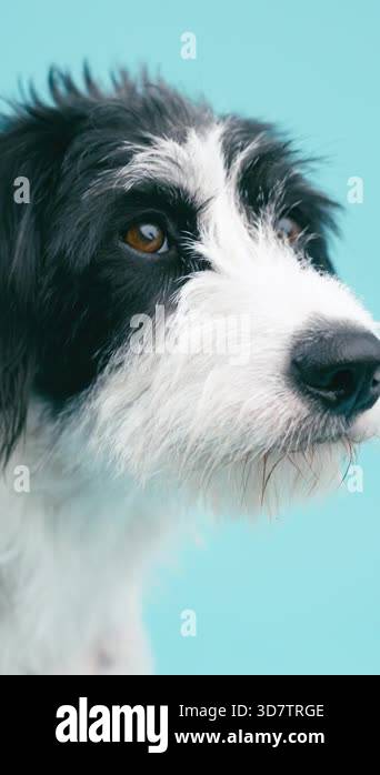 Close-up portrait of a cute black and white scruffy dog. Adorable puppy ...