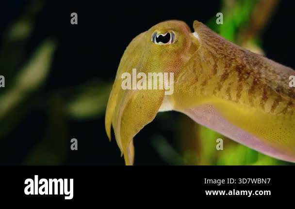 Close-up of a colorful cuttlefish swimming with vivid patterns and ...