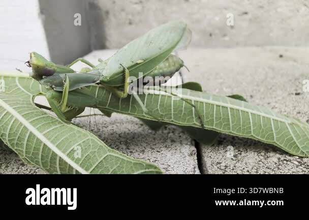 green mantis mating on leaf, entomologist observation of courtship ...
