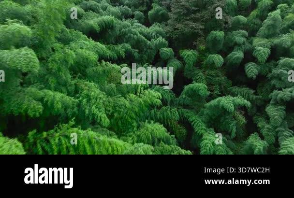 high-angle view of the dense, textured green foliage of a tree or fern ...