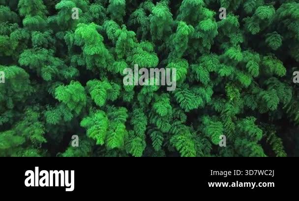high-angle view of the dense, textured green foliage of a tree or fern ...