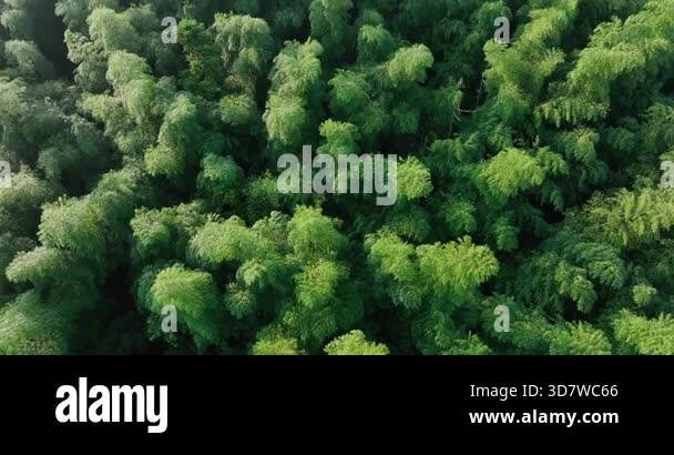 high-angle view of the dense, textured green foliage of a tree or fern ...