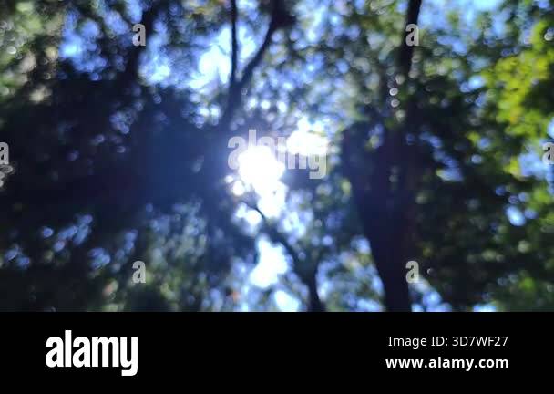 Abstract, blurred shadows of tree leaves and branches moving gently in ...