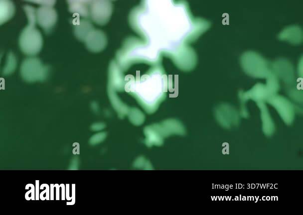 Abstract shot of blurred, dark green shadows of leaves and branches ...