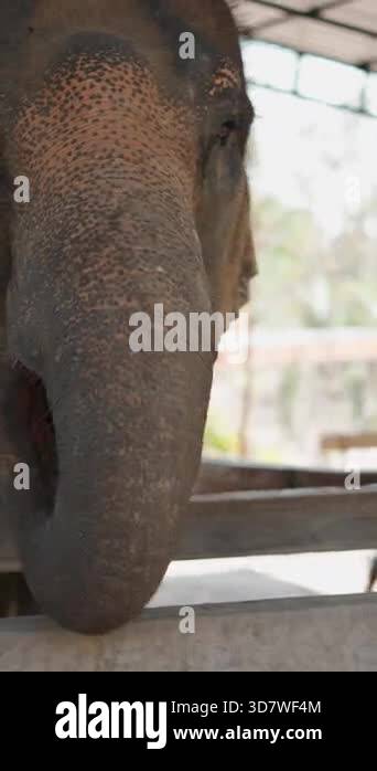 Detailed close up of a large asian elephant moving its trunk over a ...
