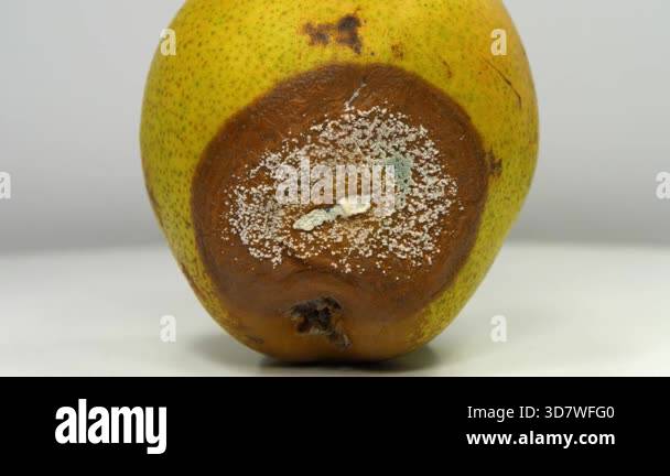 Pear covered with mold with aflatoxins. Overripe and rotten pear ...