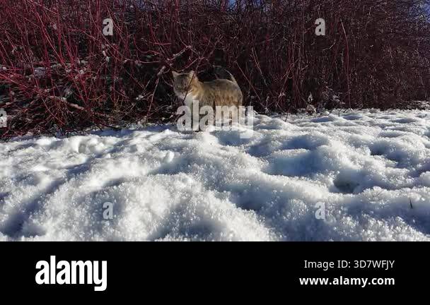 Funny video of a little fat cat playing with snowballs in winter Stock ...
