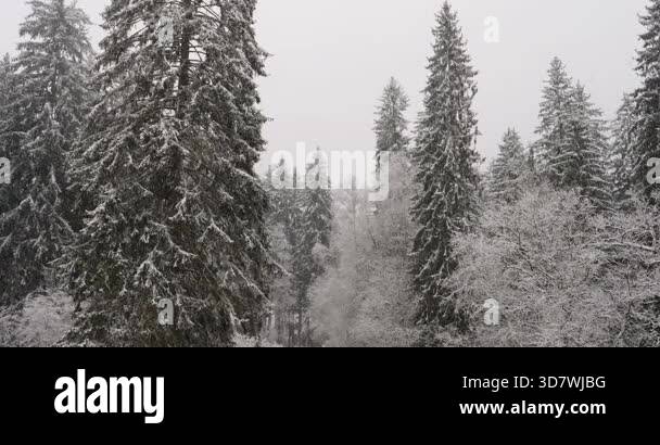 Thick snowflakes fall heavily over a snow-covered forest, creating a ...