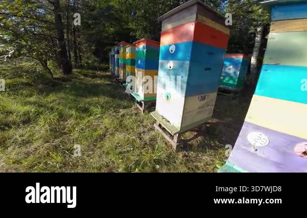 Rows of bright wooden beehives in a sunny forest apiary in summer ...