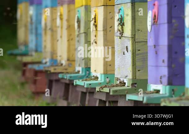 Active movement of bees at the entrances of colorful wooden beehives in ...