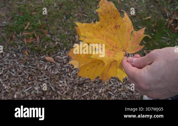 Close-up 4K footage (up to 10 sec, real-time) of a man's hands holding ...