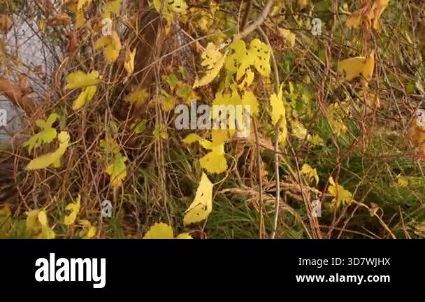 Vertical close-up of bright yellow grape leaves and twisting vines ...