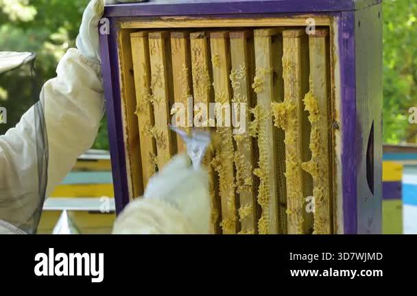 Beekeeper cleaning frames from excess wax buildup inside the beehive ...