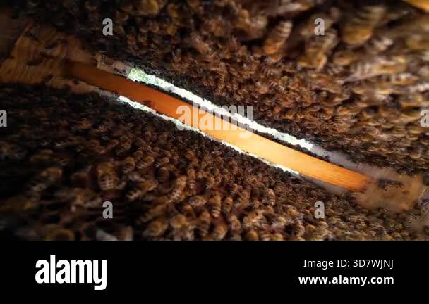 View from inside a beehive of a honey frame being taken out by a ...