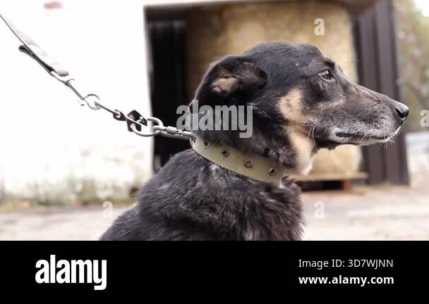 Dog with scars on his head.Stray dog with scars on his head after ...