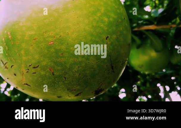 Scenery Berenuk fruit (Crescentia cujete) producing large fruits seen ...