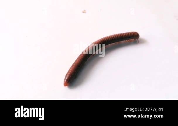 Millipedes, luing, luwing, or keluwing are arthropods that have two ...