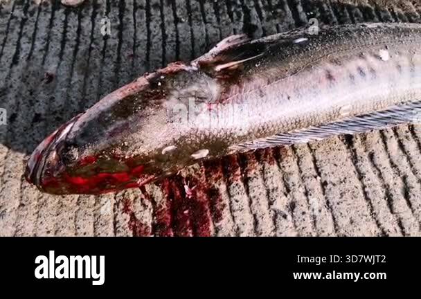 Giant snakehead fish from fishing in a lake on the edge of the forest ...