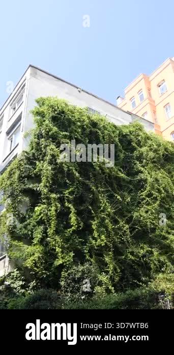 Lush green vines grow over the side of a tall building in bright ...