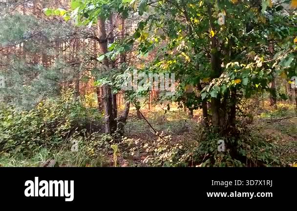 Wild mixed forest on summer evening. Various trees, coniferous and ...