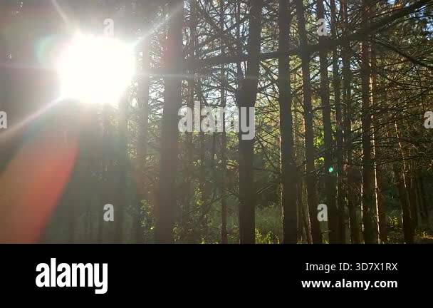 Pine forest. The light of the evening sun among pine trees in forest on ...