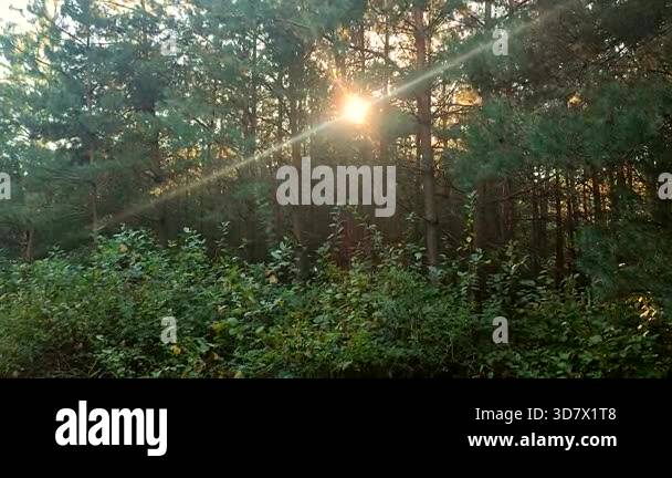 Pine forest. The light of the evening sun among pine trees in forest on ...