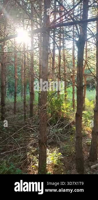 Pine forest. Light of evening sun among pine trees in forest on summer ...