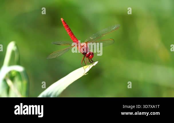 Anisoptera - red dragonfly on a green leaf Stock Video Footage - Alamy
