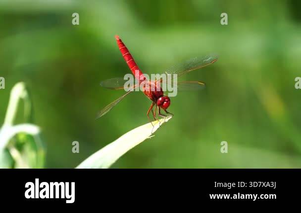 Anisoptera - red dragonfly on a green leaf Stock Video Footage - Alamy