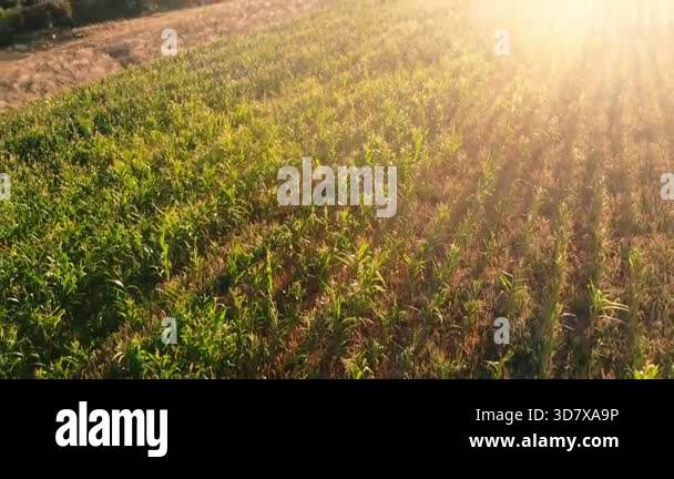 Corn maize fields in warm sunshine drone aerial wide 4k drone aerial ...