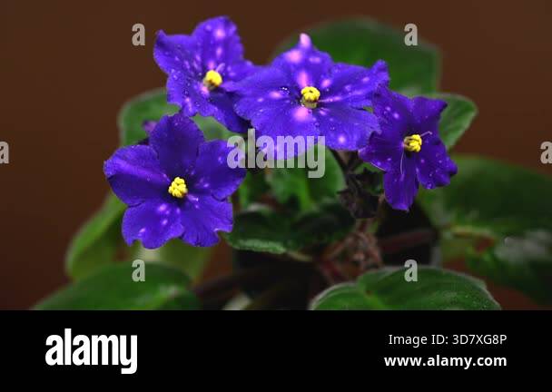 Close-up 4K video of a beautiful deep purple African violet flowers ...