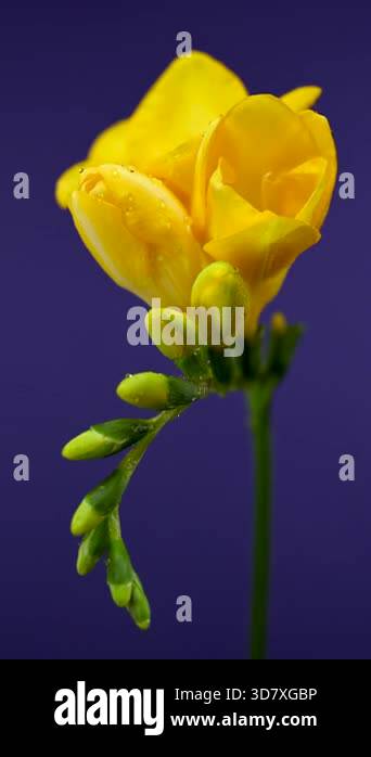 Close-up 4K video of a cheerful golden yellow Freesia blooms and green ...