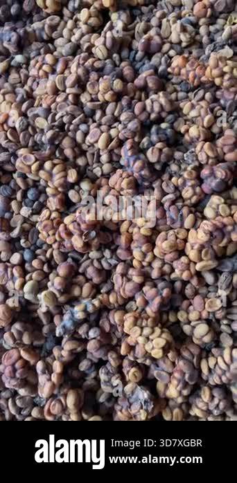 Close-up footage of civet-processed coffee cherries used in the ...