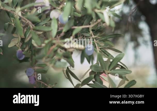 Beautiful green olives on the branch of an olive tree in the foreground ...