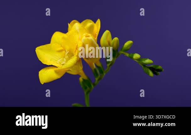 Close-up 4K video of a cheerful golden yellow Freesia blooms and green ...