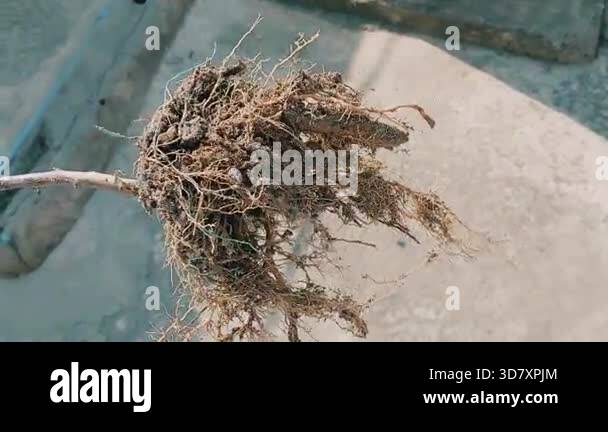 Macro view of uprooted nightshade showing full plant and root structure ...