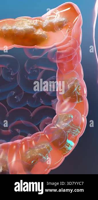 Anatomy of the human digestive system, concept of the intestine, alpha ...
