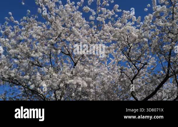 The spring. Cherry blossoms in bloom. The cherry blossom tree ...