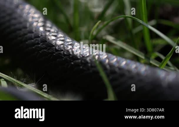 Slithering snake close up. Black snake crawling. Snakes in motion ...