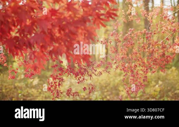 Windy autumn day in forest. Leaves dropping from trees. Autumn forest ...