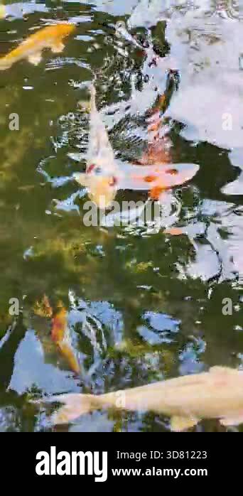 Koi Fish Pond Underwater View with Sun Reflection Beautiful Japanese ...