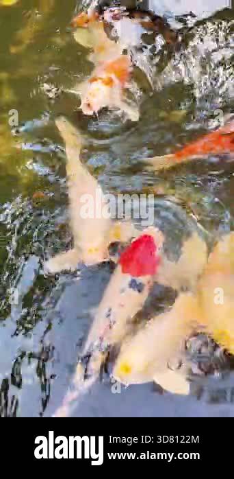 Koi Fish Pond Underwater View with Sun Reflection Beautiful Japanese ...
