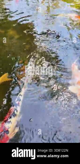 Koi Fish Pond Underwater View with Sun Reflection Beautiful Japanese ...